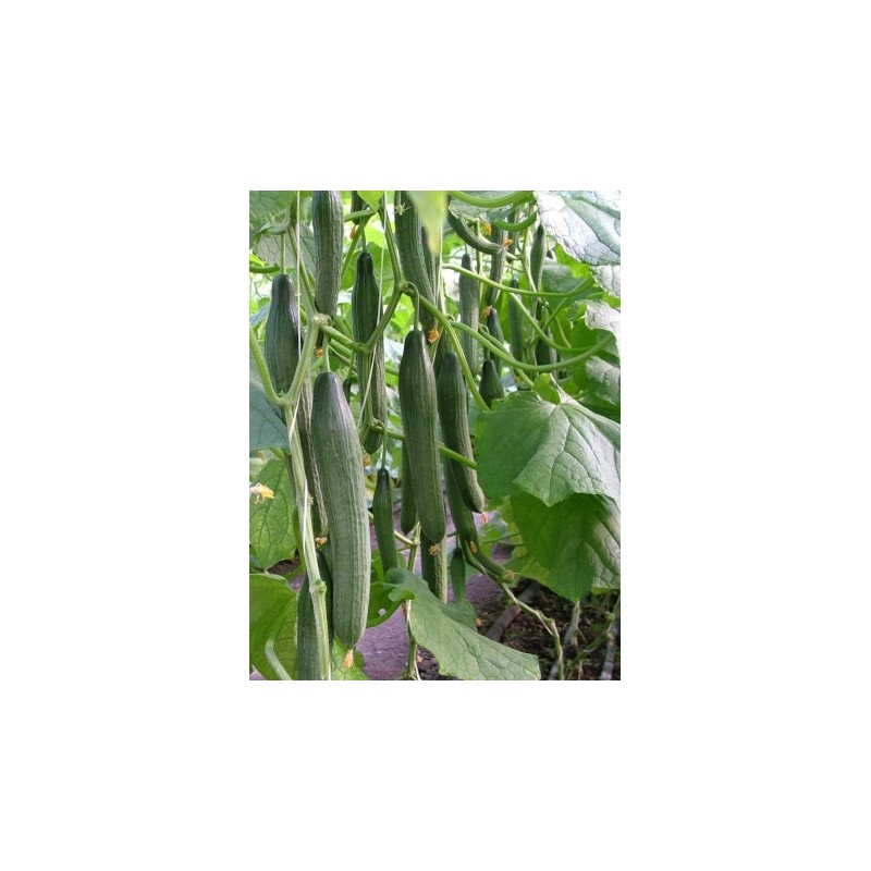 Seminte castraveti Ekol F1