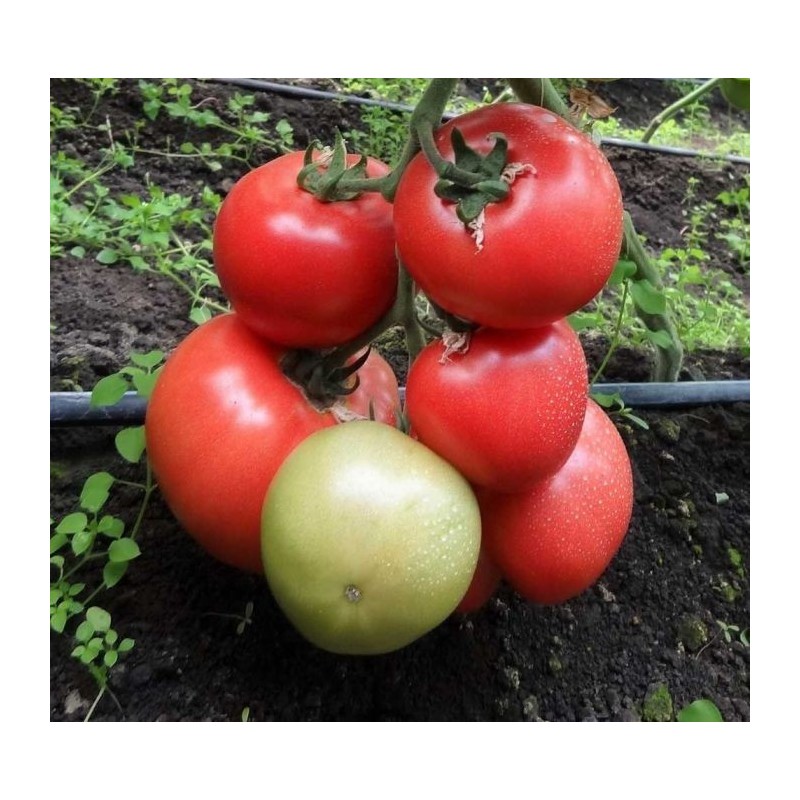 Seminte tomate (rosii) - Horticola