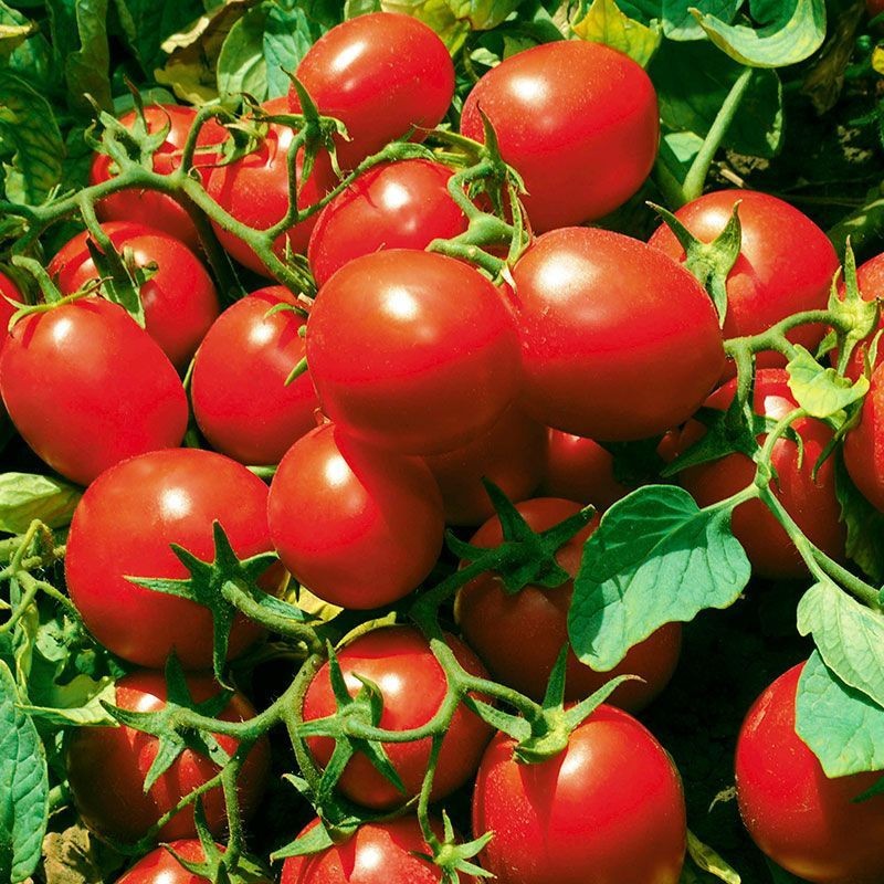 Seminte tomate (rosii) - Horticola