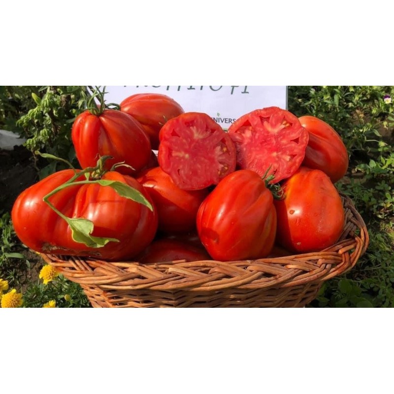 Seminte tomate Gourmandia F1