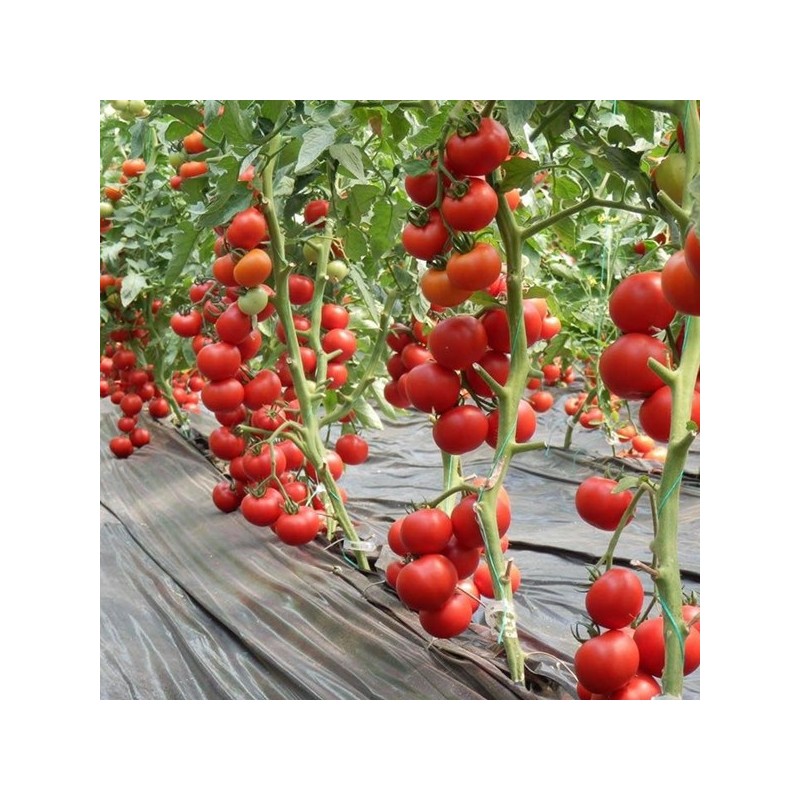 Seminte tomate (rosii) - Horticola