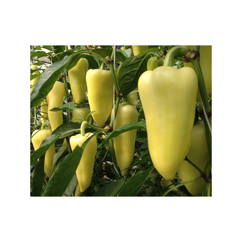 Eugenia F1 - seminte de ardei kapia | Horticola