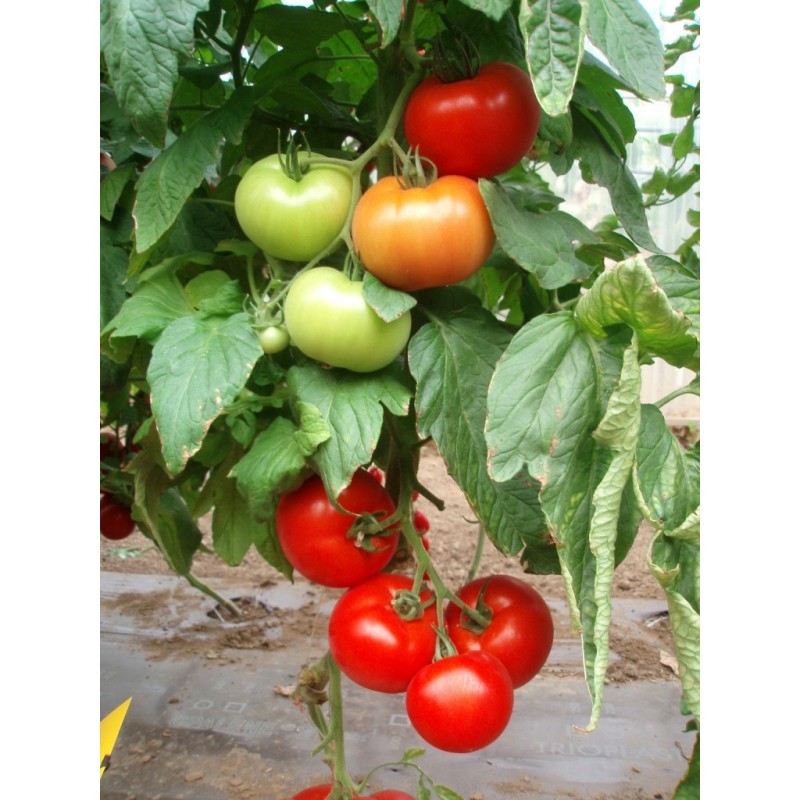 Seminte tomate (rosii) - Horticola