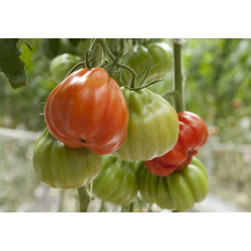 Seminte tomate (rosii) - Horticola