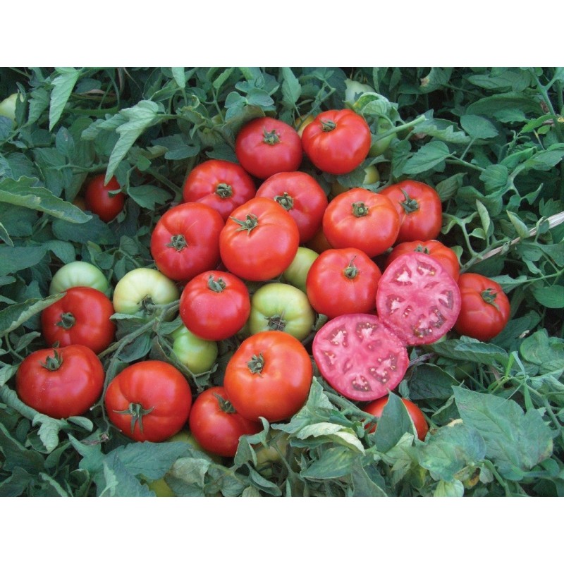 Seminte tomate Corazon F1